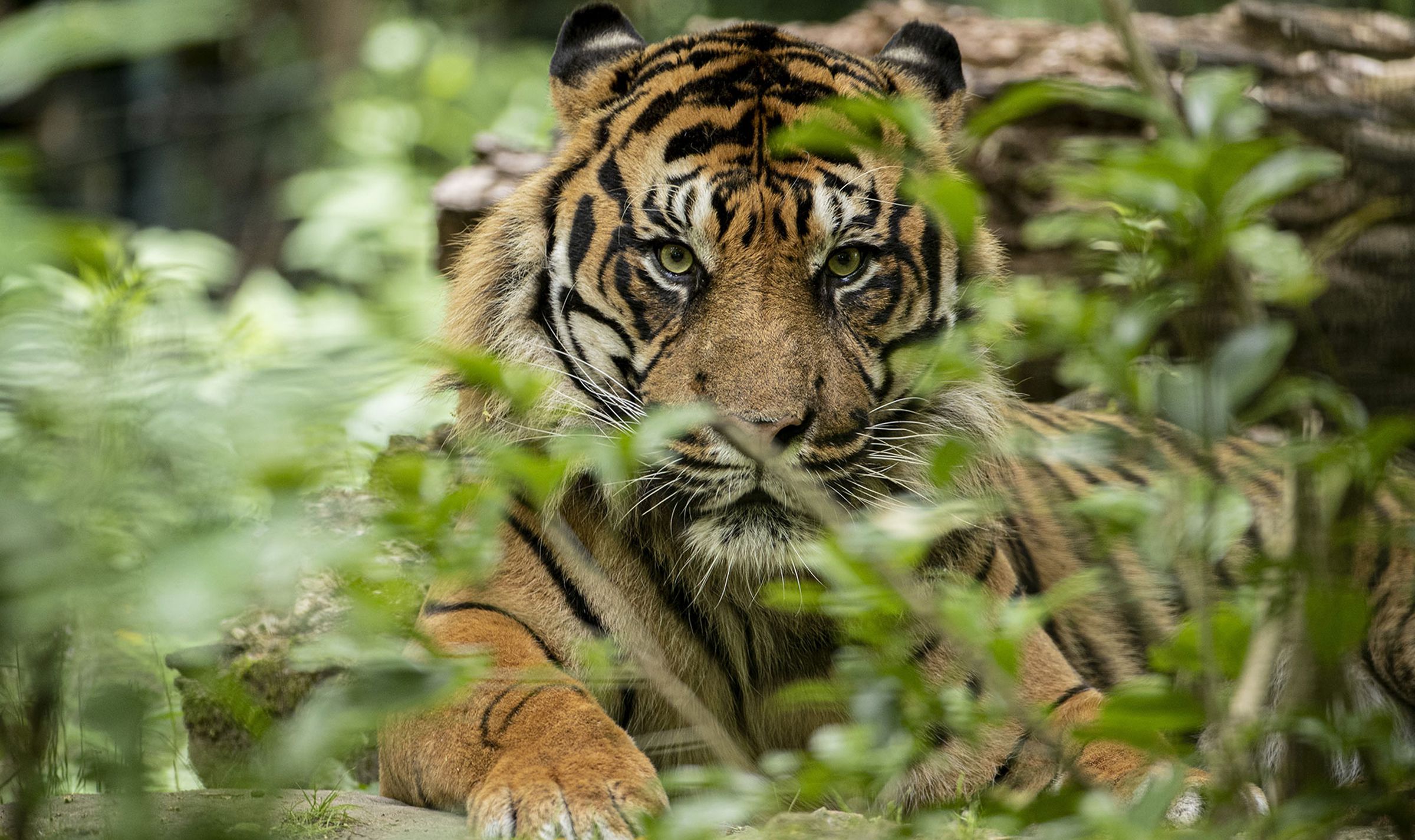 Le Bois des Fauves | ZooParc de Beauval