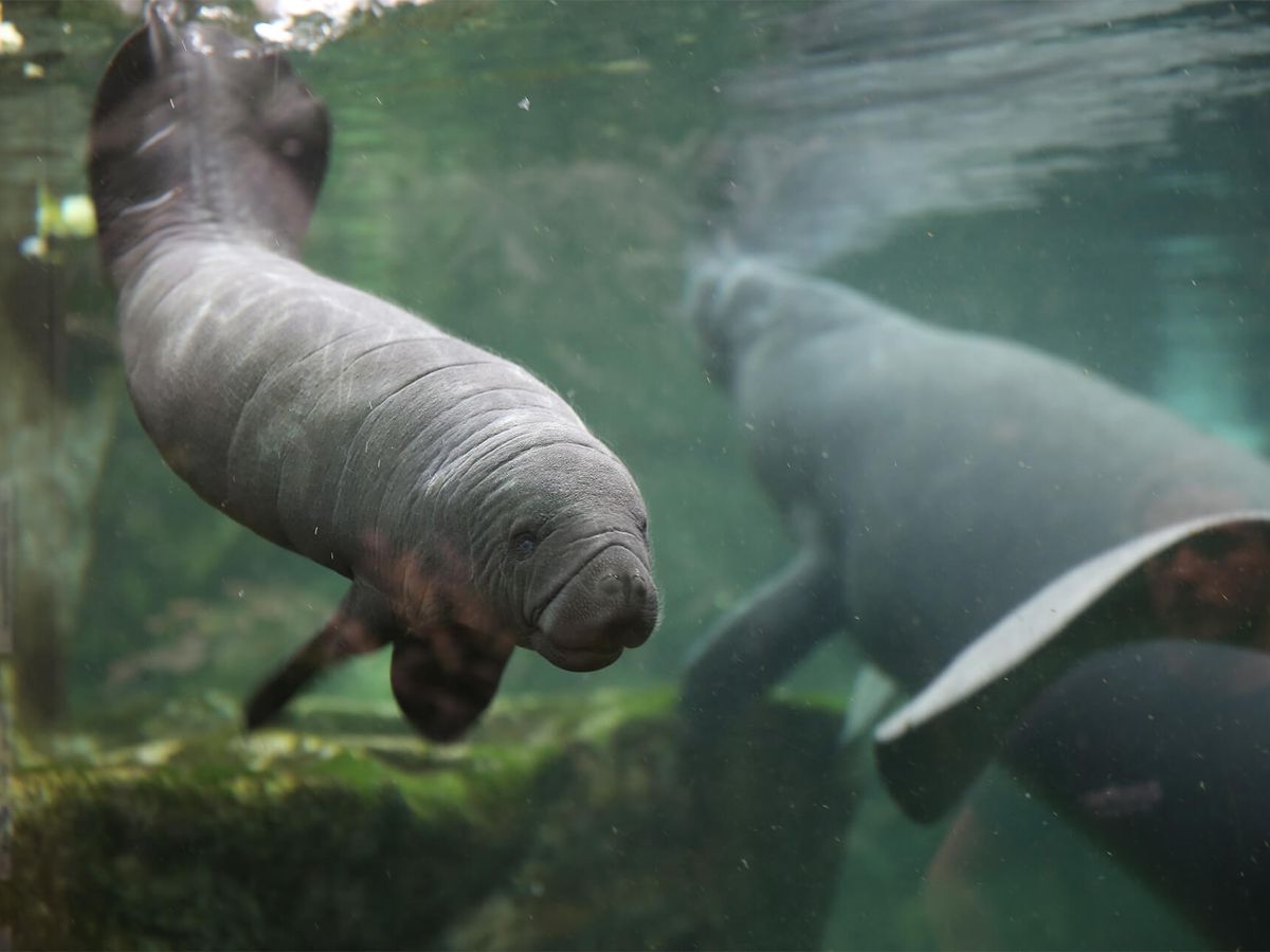 Lamantin des caraïbes | ZooParc de Beauval