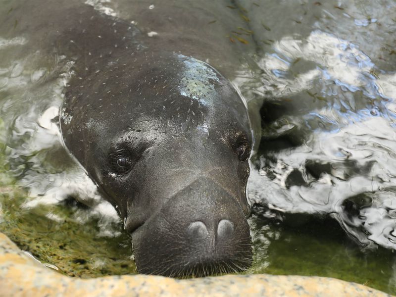 Lamantin des caraïbes | ZooParc de Beauval