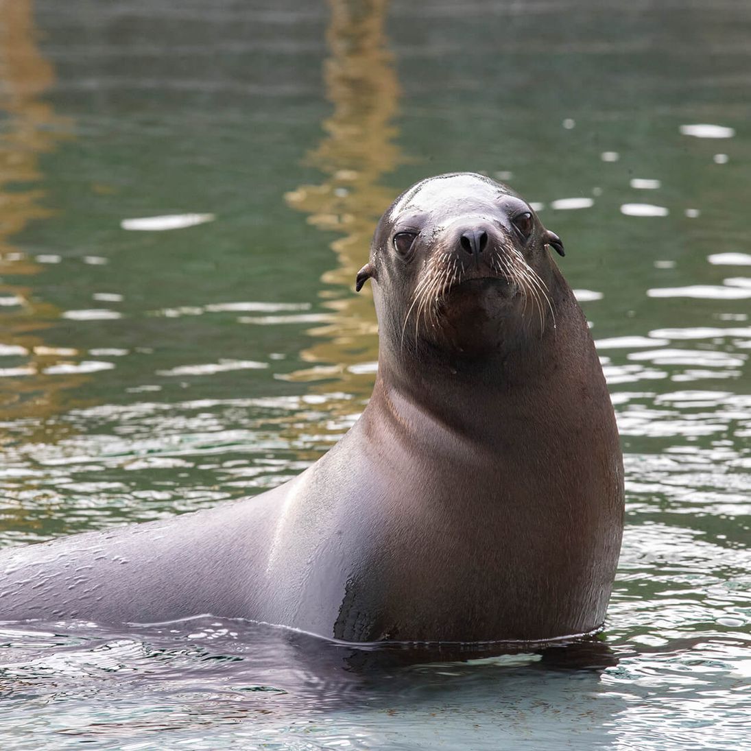 Otarie | ZooParc de Beauval