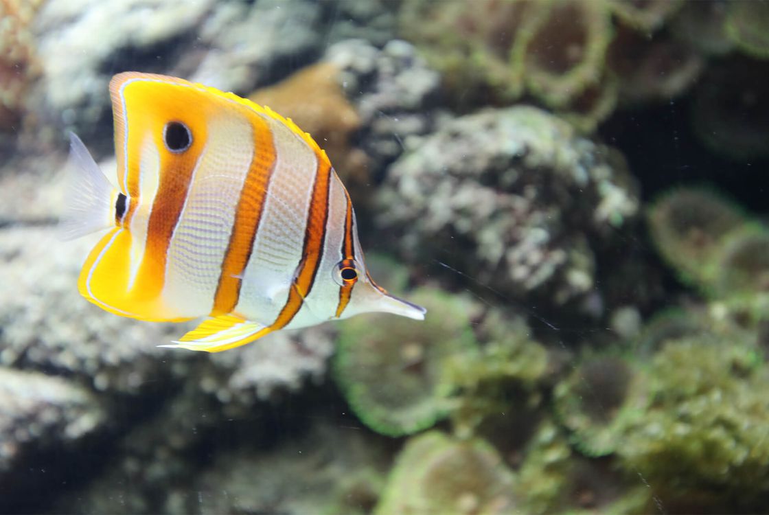 The Koala Greenhouse | ZooParc de Beauval
