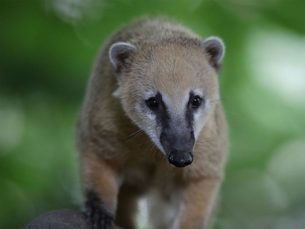 coati | ZooParc de Beauval