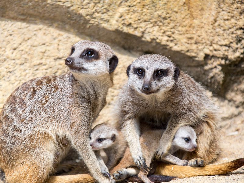 Suricate | ZooParc de Beauval