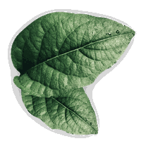 The 4th most beautiful zoo in the world | ZooParc de Beauval