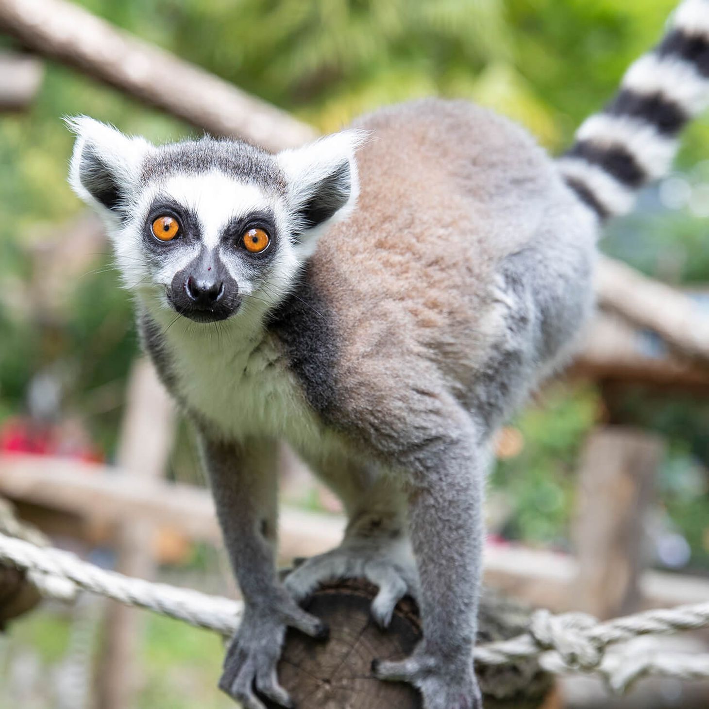 Maki catta | ZooParc de Beauval