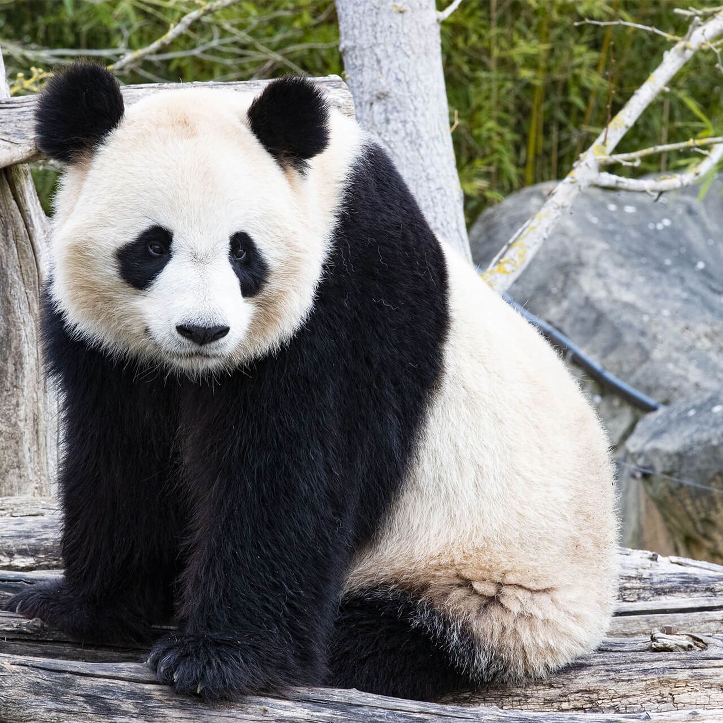 Saga panda | ZooParc de Beauval