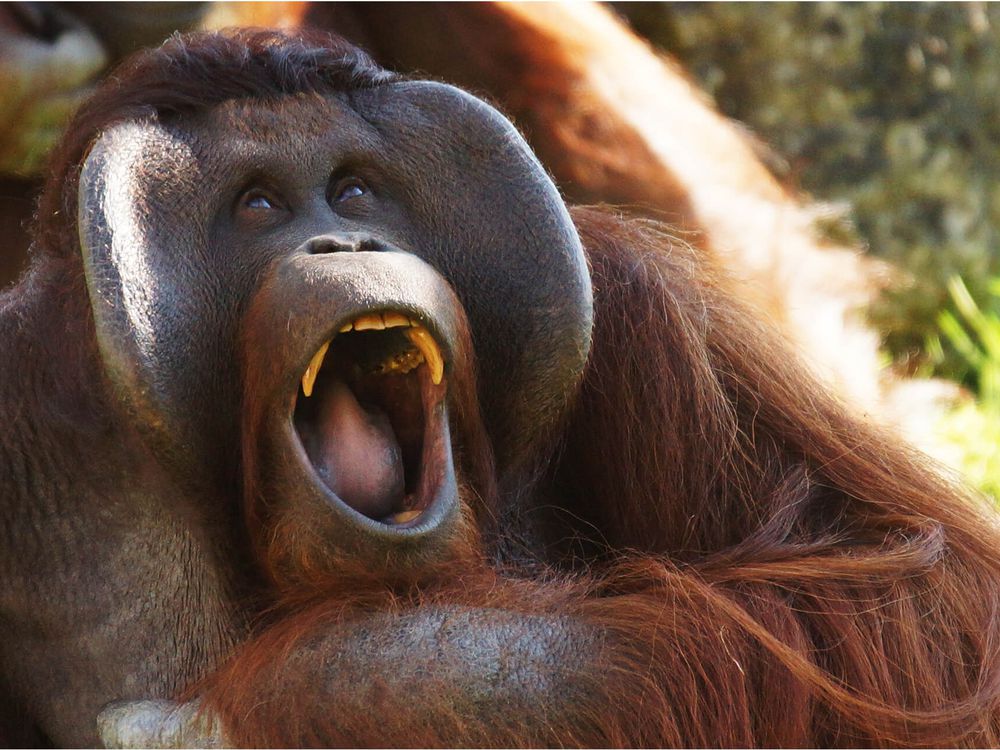 Orang-outan de Bornéo | ZooParc de Beauval