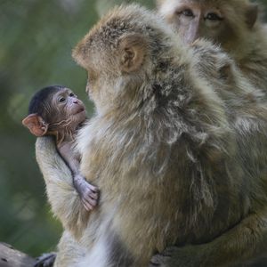 Les naissances et actus du zoo | ZooParc de Beauval