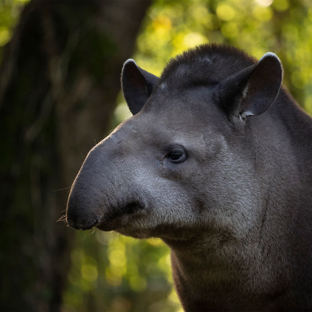 Tapir terrestre | ZooParc de Beauval