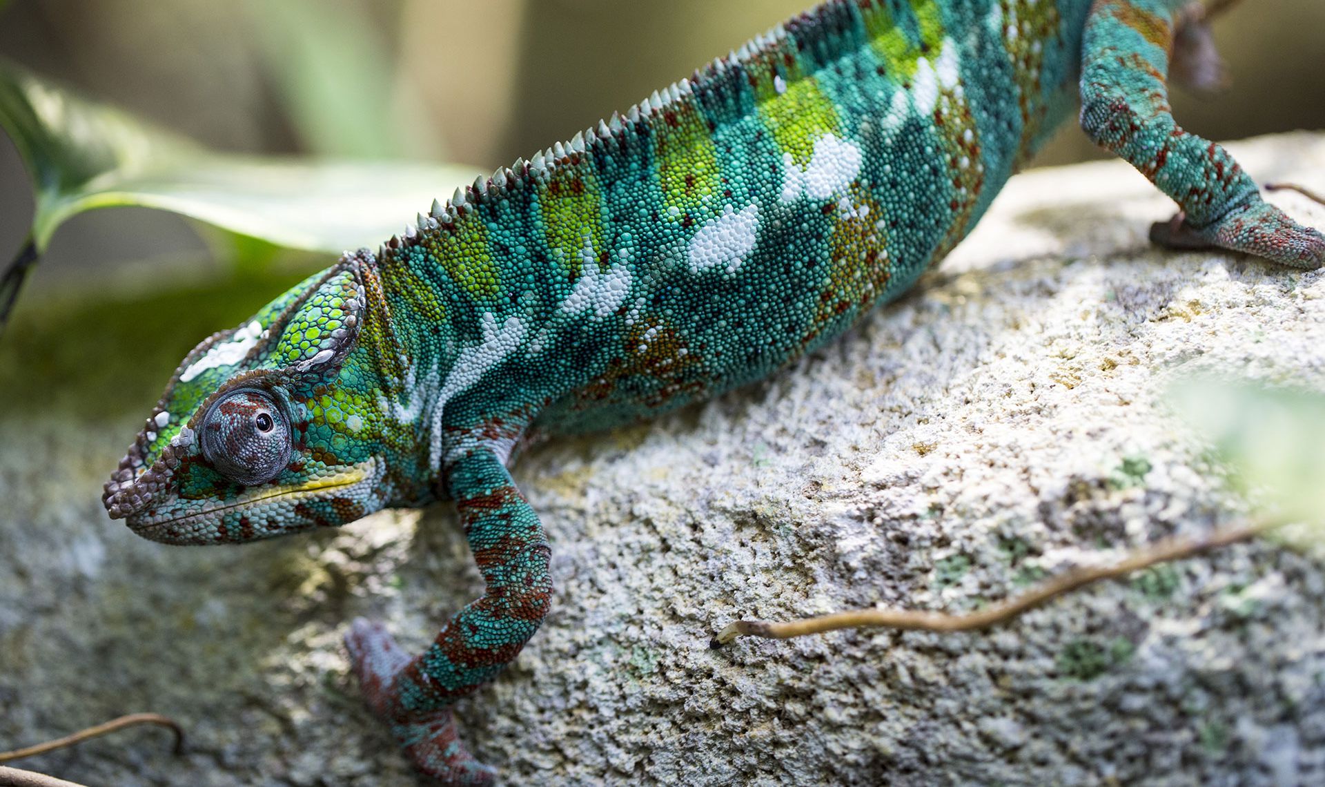 Vivariums and Aquariums | ZooParc de Beauval