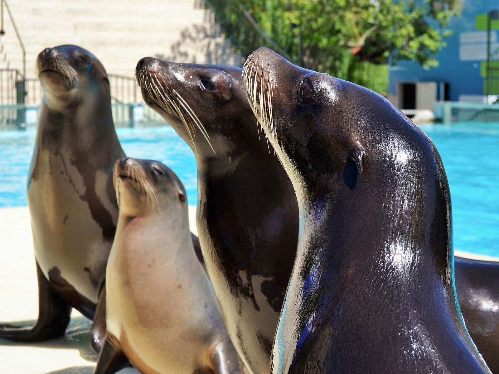 Otarie | ZooParc de Beauval