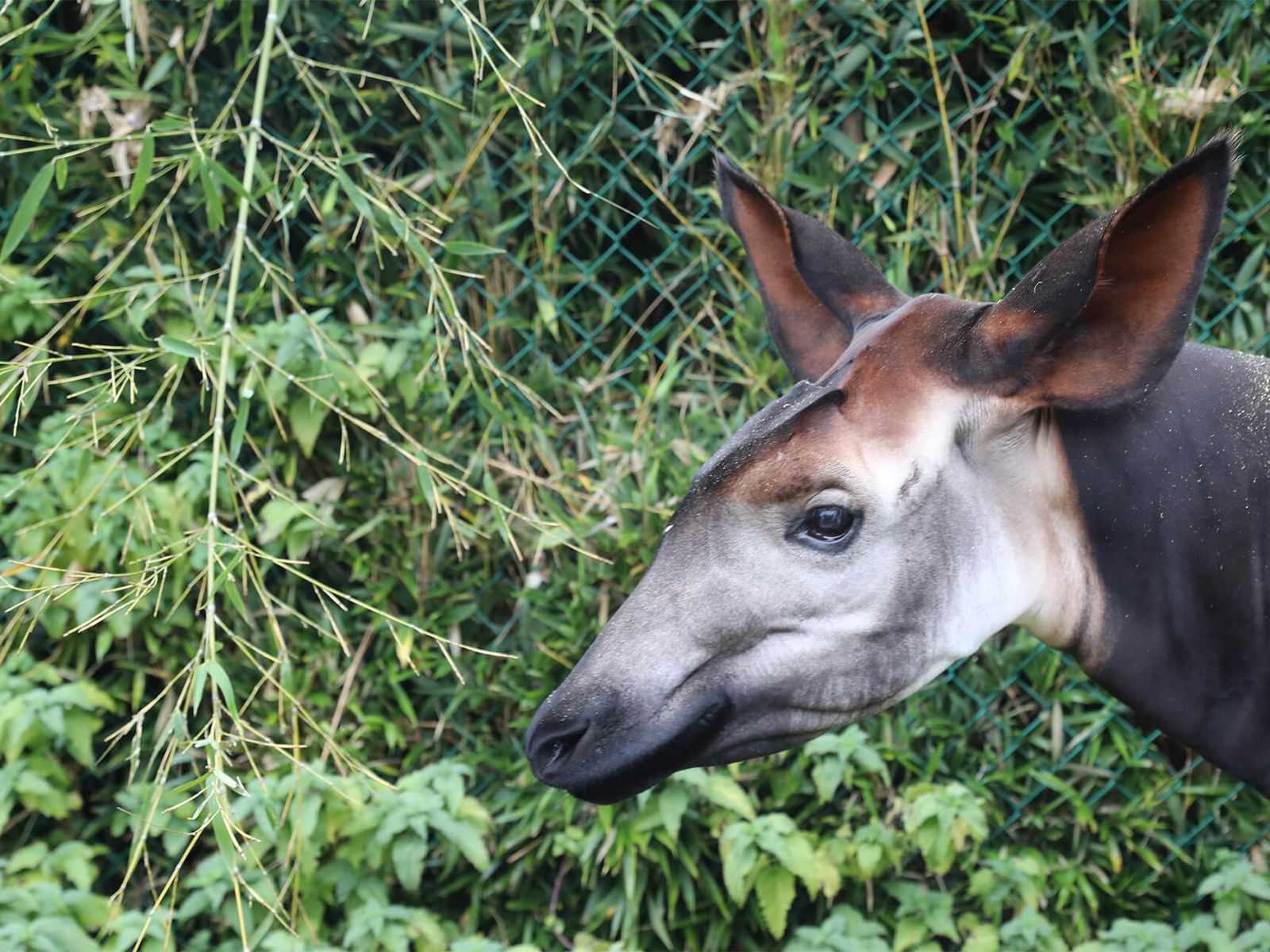 Okapi | ZooParc de Beauval