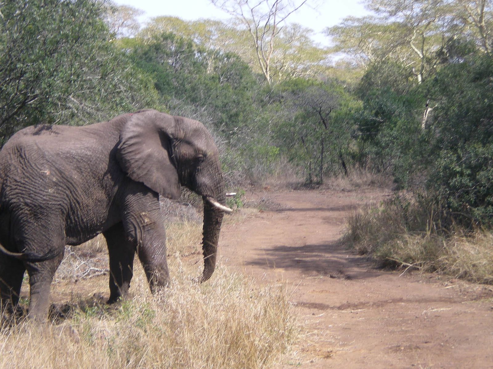 Éléphant de savane d'Afrique | ZooParc de Beauval