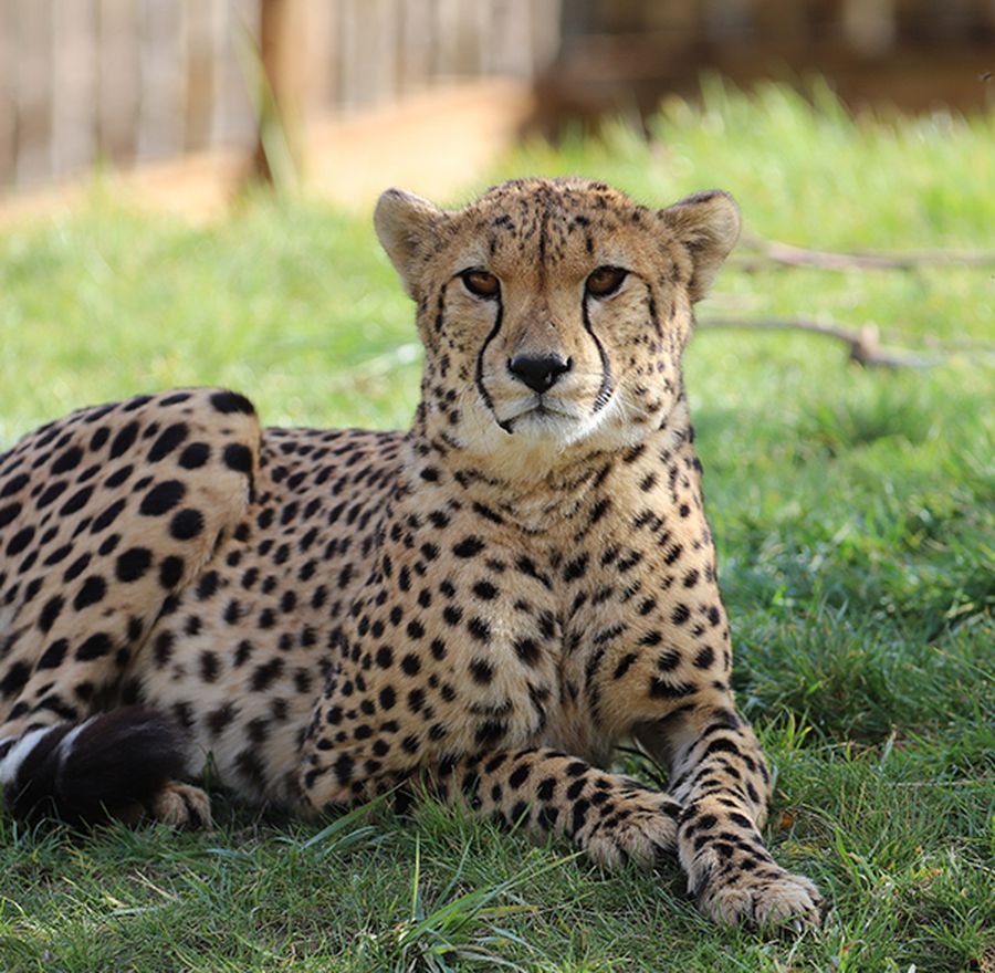 Le Territoire des Guépards | ZooParc de Beauval