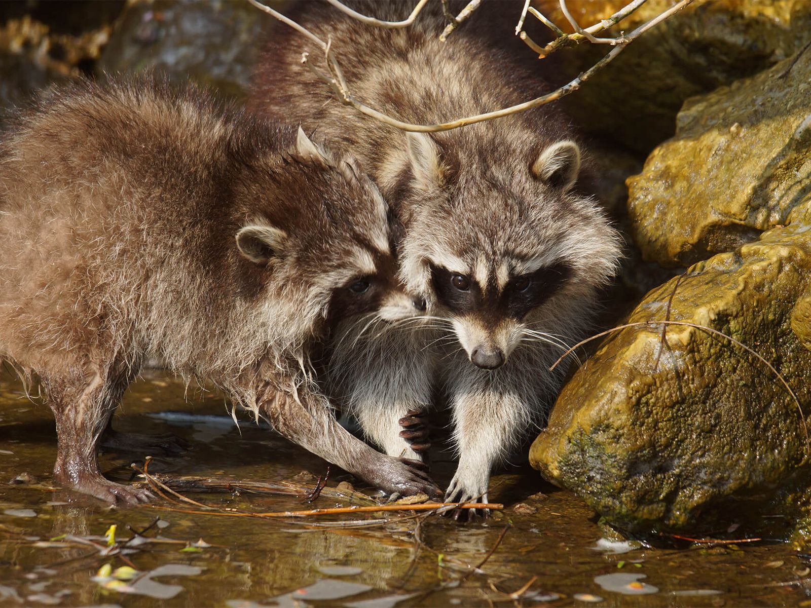 Raton laveur | ZooParc de Beauval