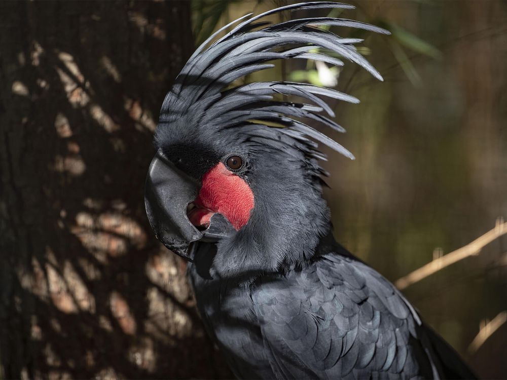 Microglosse | ZooParc de Beauval