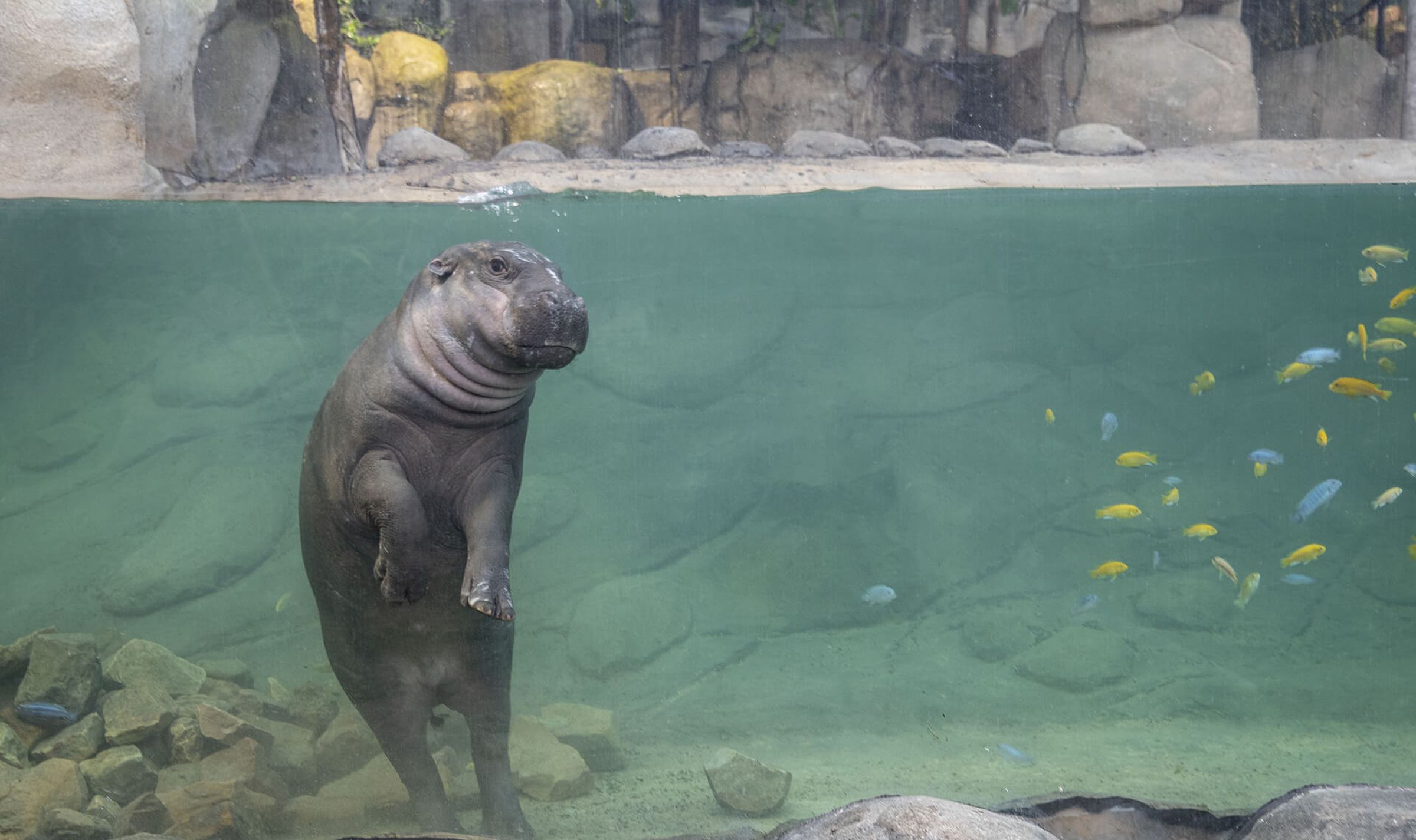 Hippopotame nain | ZooParc de Beauval