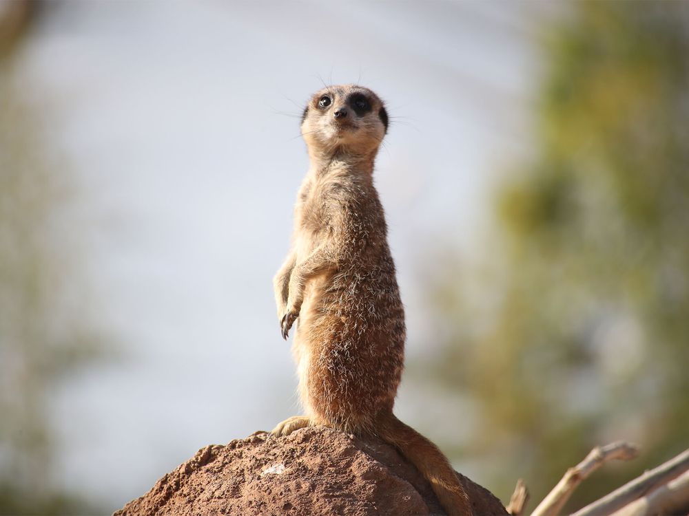 Suricate | ZooParc de Beauval