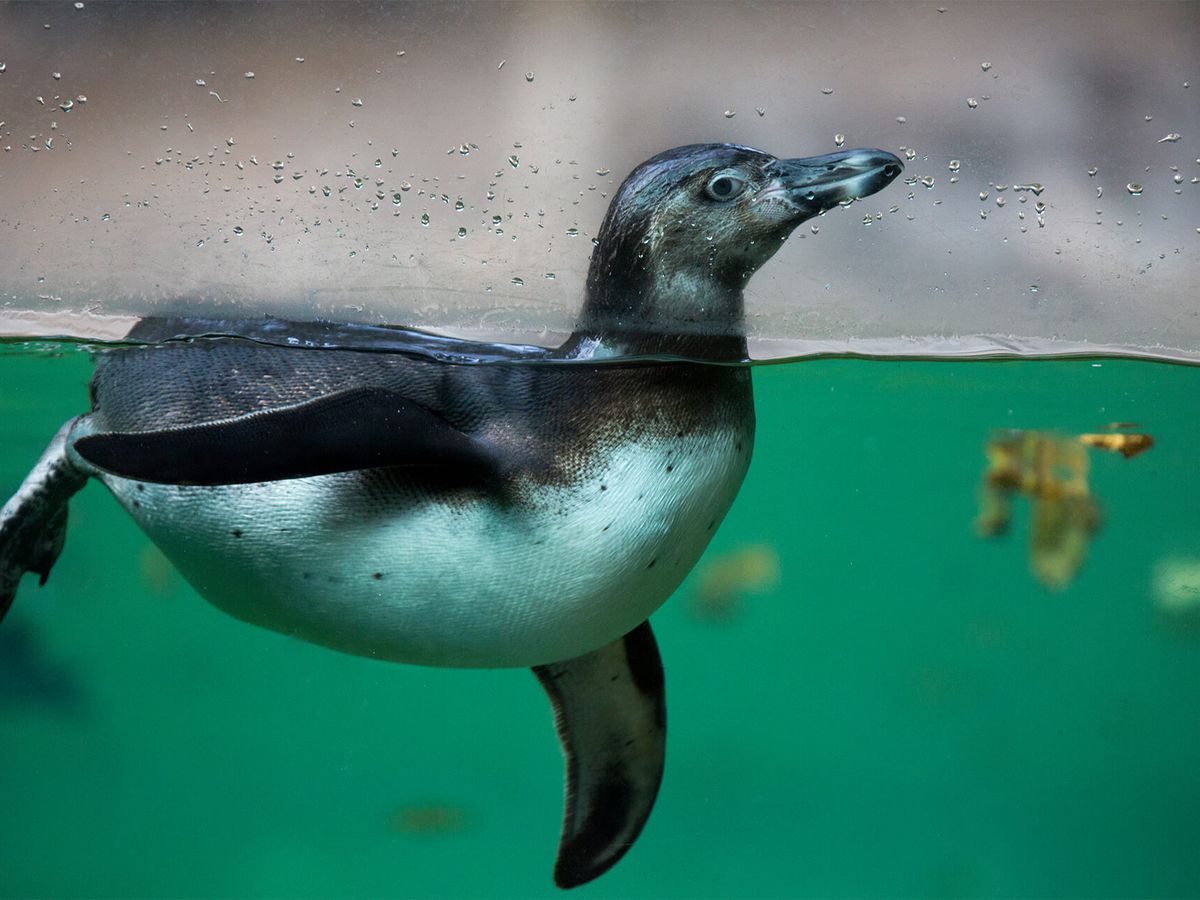 Manchot de Humboldt | ZooParc de Beauval