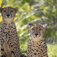 Guépard | ZooParc de Beauval
