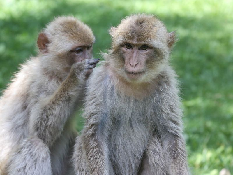 Les Allées des Petits Singes | ZooParc de Beauval