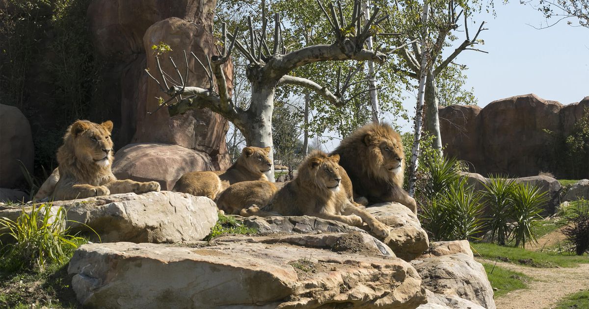 The extraordinary animals | ZooParc de Beauval