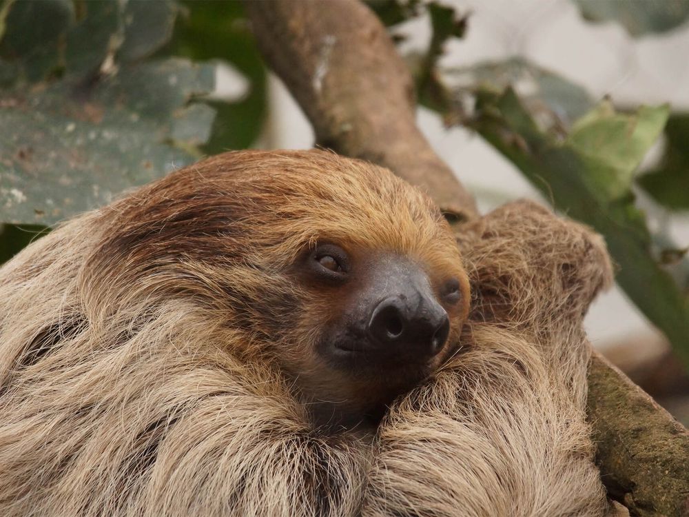 Paresseux à deux doigts | ZooParc de Beauval