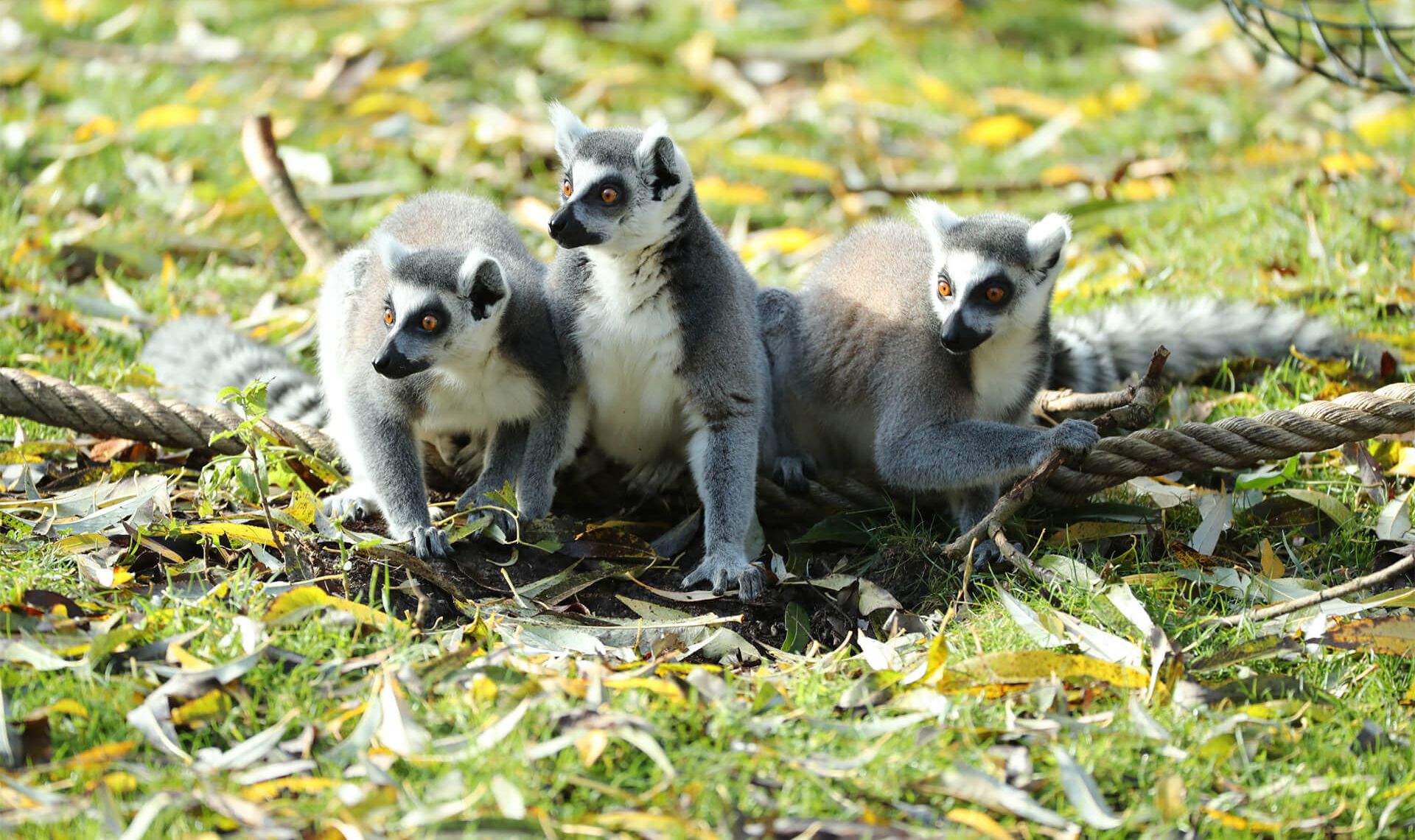 Maki catta | ZooParc de Beauval