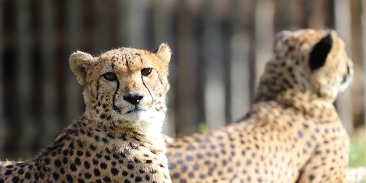 Le Territoire des Guépards | ZooParc de Beauval