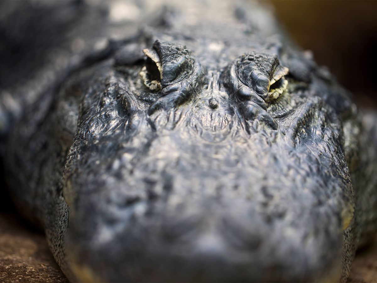 Alligator du Mississippi | ZooParc de Beauval