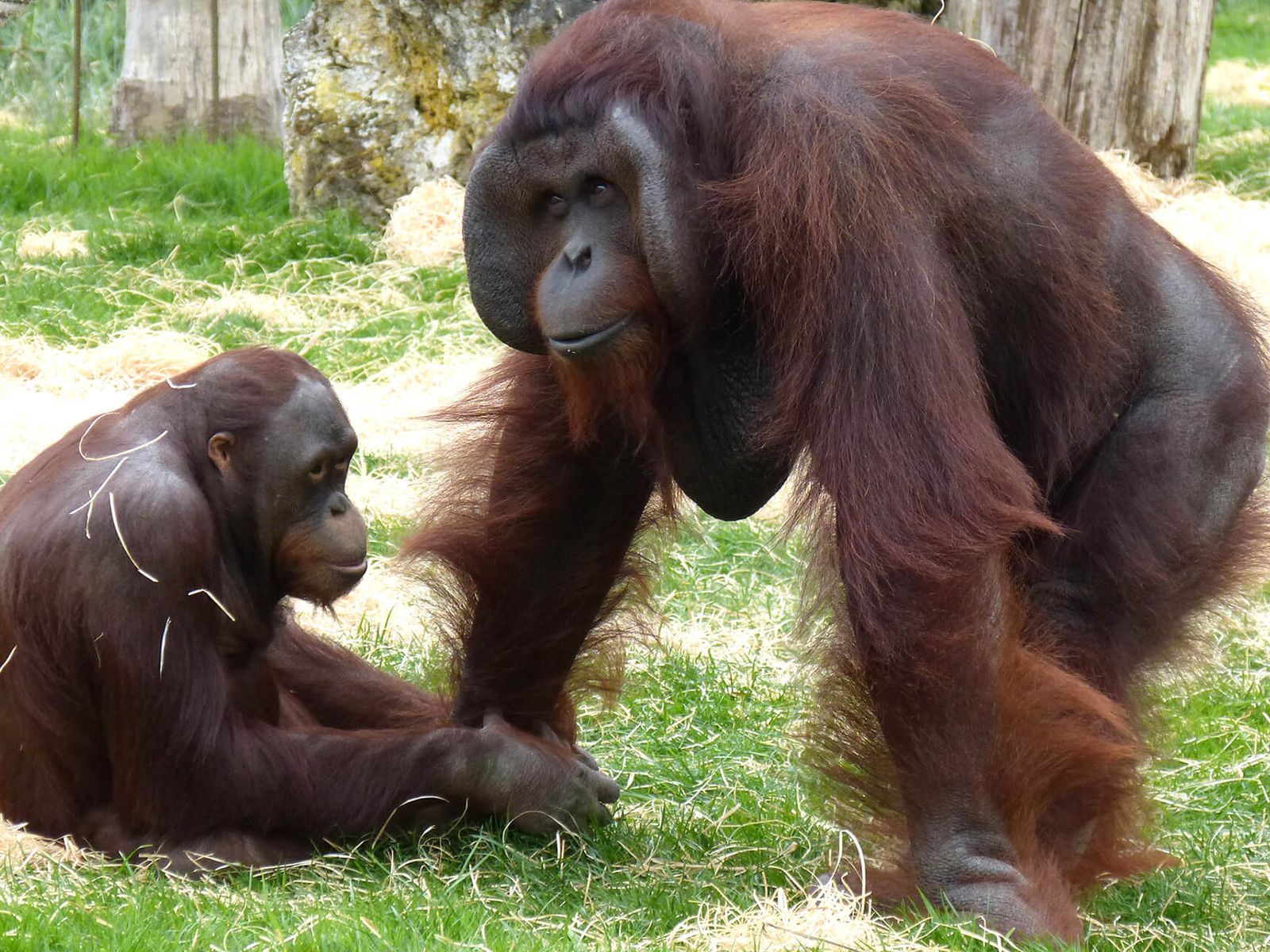 Orang-outan de Bornéo | ZooParc de Beauval