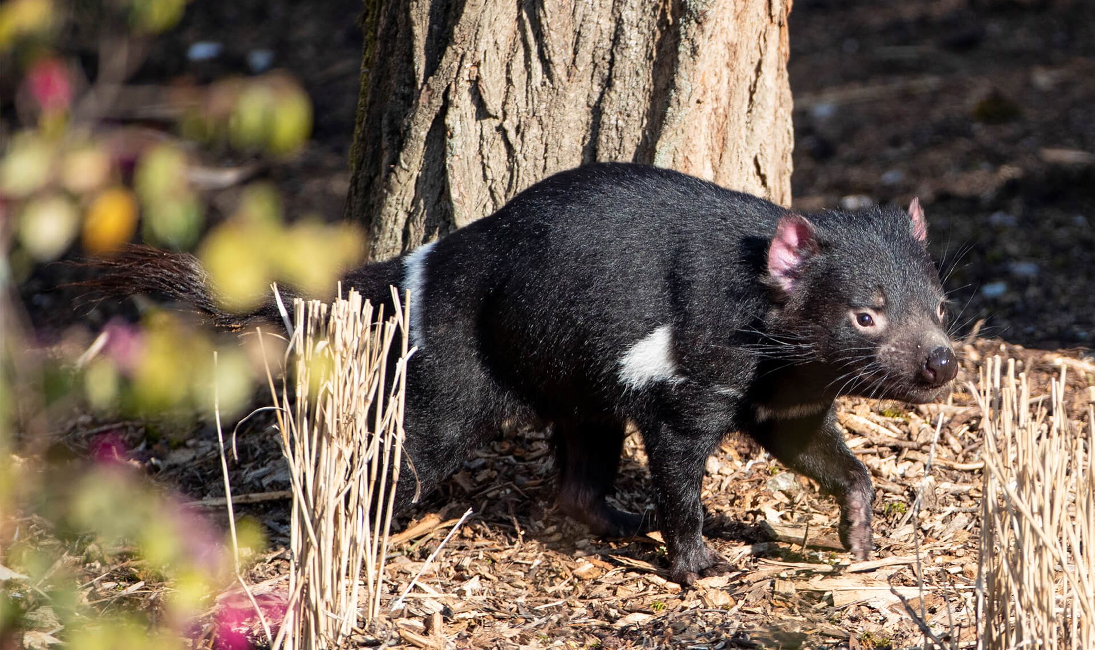 Diable de Tasmanie | ZooParc de Beauval