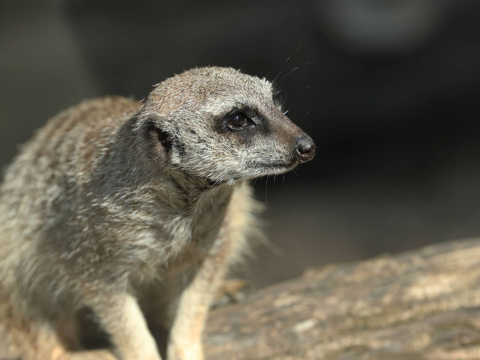 Suricate | ZooParc de Beauval