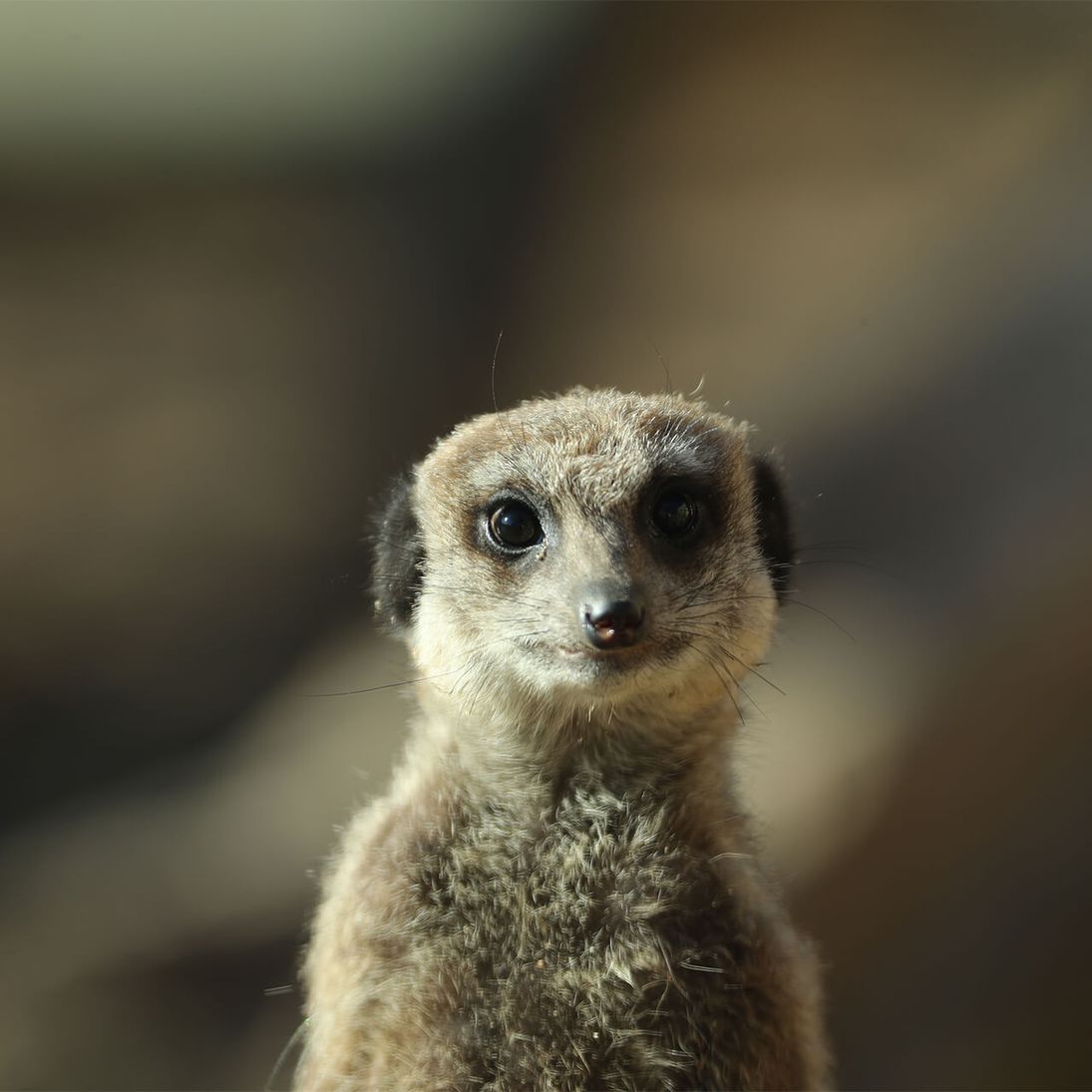 Suricate | ZooParc de Beauval