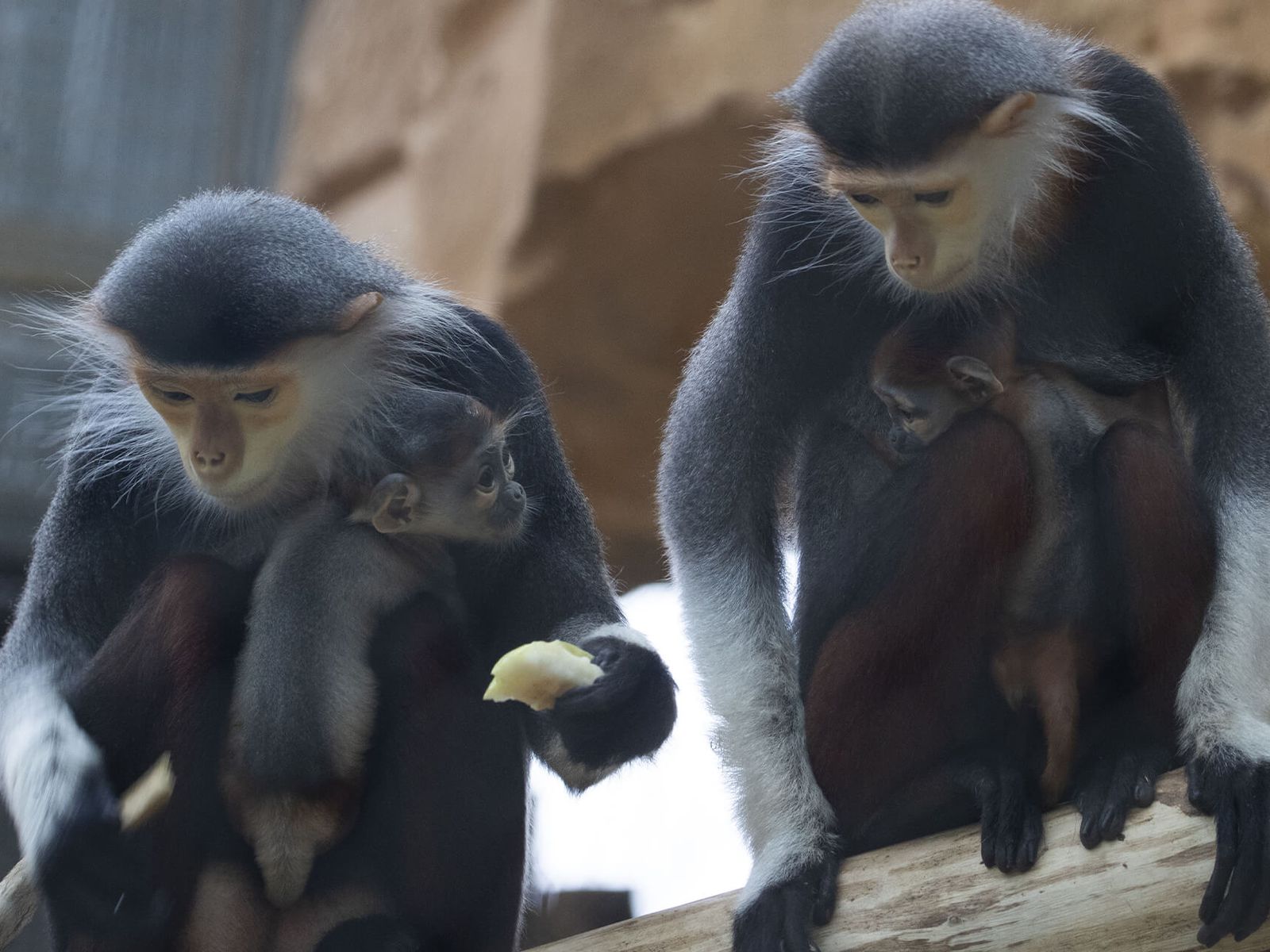 Langur de Douc | ZooParc de Beauval