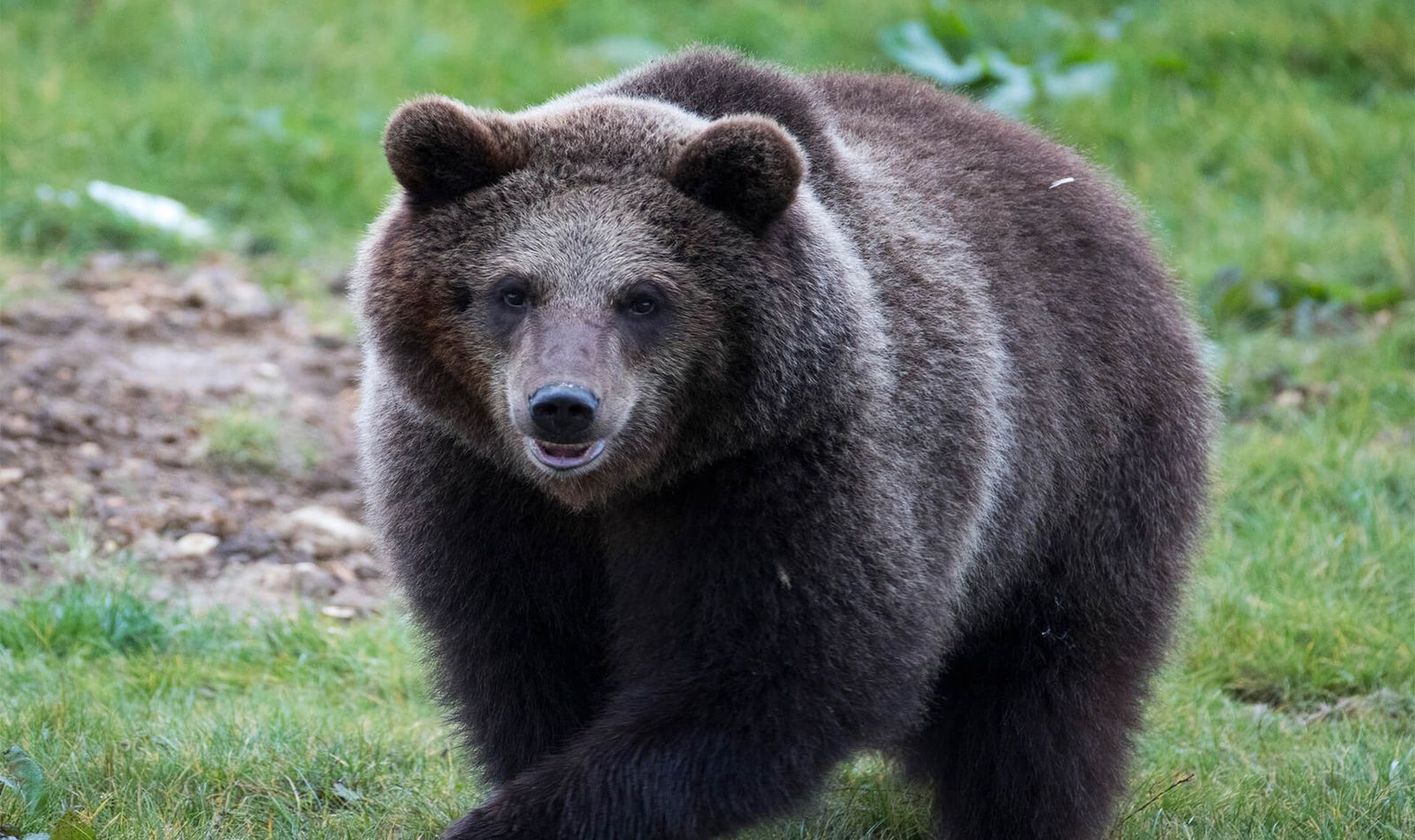Questions fréquentes F.A.Q | ZooParc de Beauval