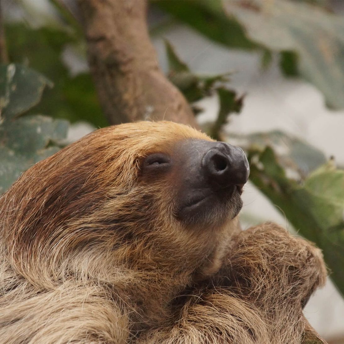 Paresseux à deux doigts | ZooParc de Beauval