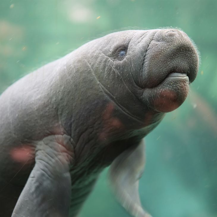 Lamantin des caraïbes | ZooParc de Beauval