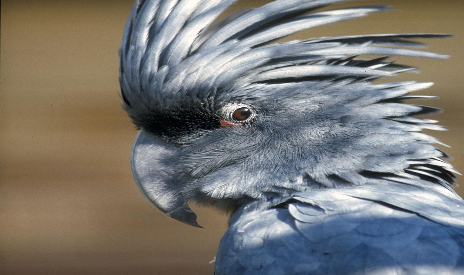 Microglosse | ZooParc de Beauval