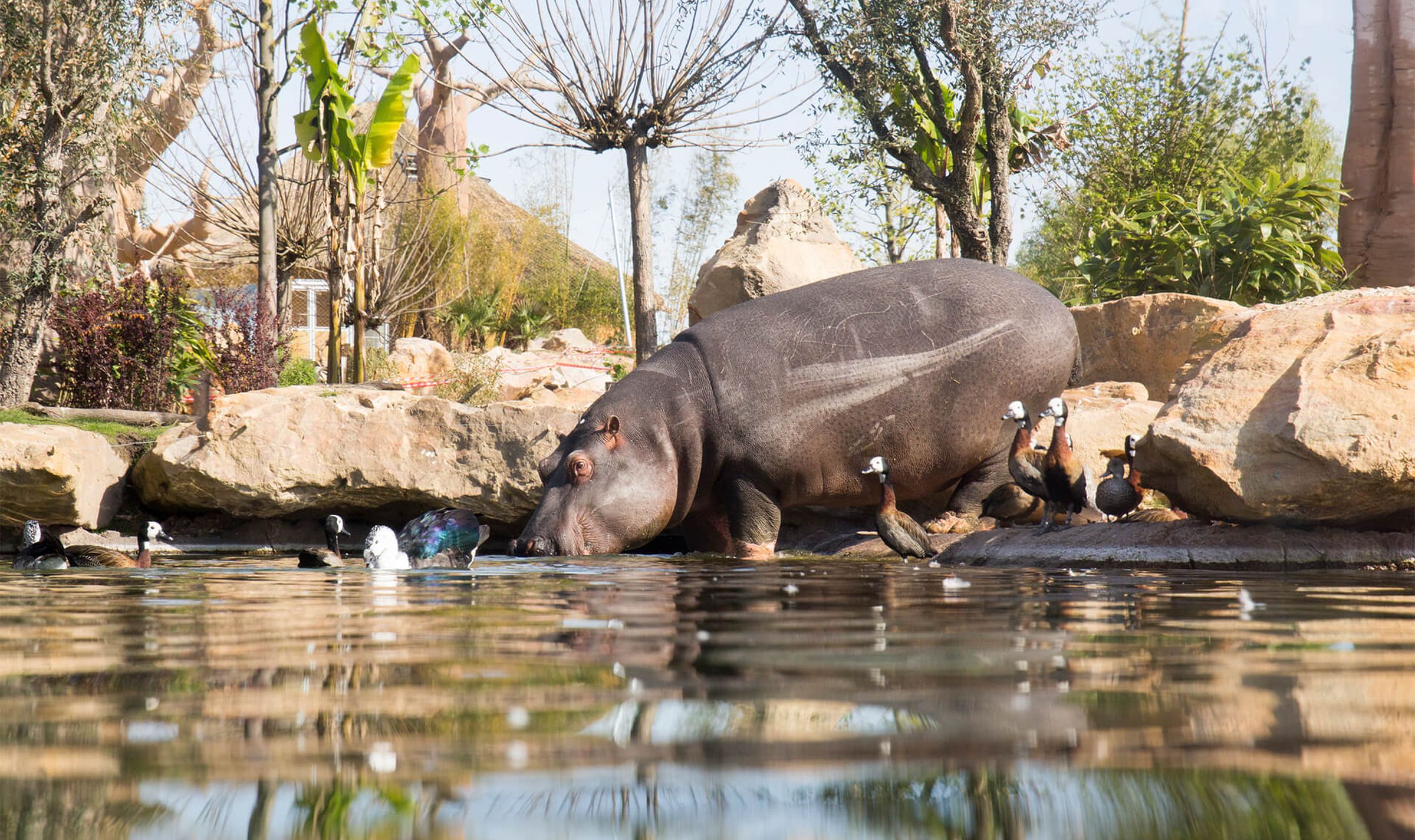 Hippopotame amphibie | ZooParc de Beauval