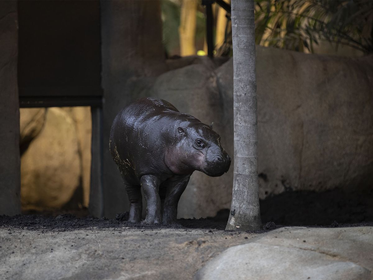 Hippopotame nain | ZooParc de Beauval
