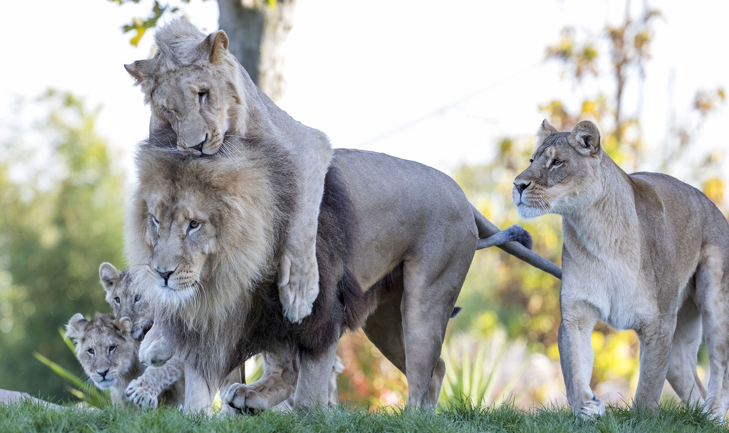 La Terre des Lions | ZooParc de Beauval