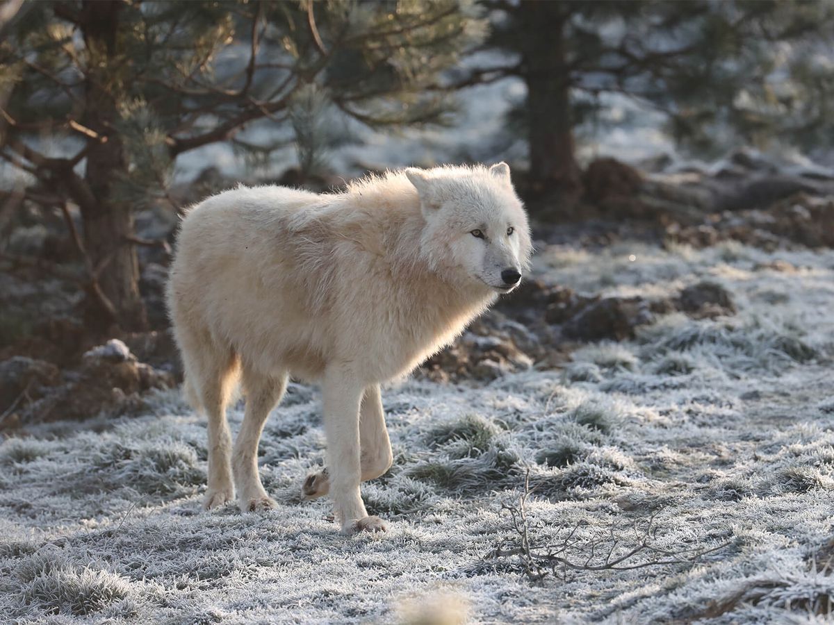 Loup arctique | ZooParc de Beauval