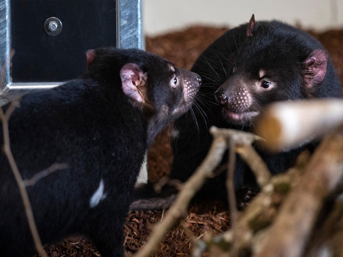 Diable de Tasmanie | ZooParc de Beauval