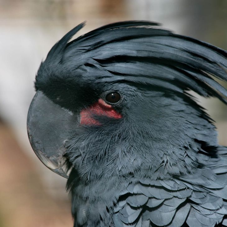 Microglosse | ZooParc de Beauval