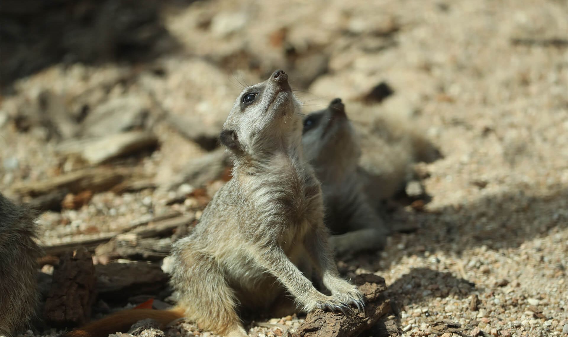 Suricate | ZooParc de Beauval