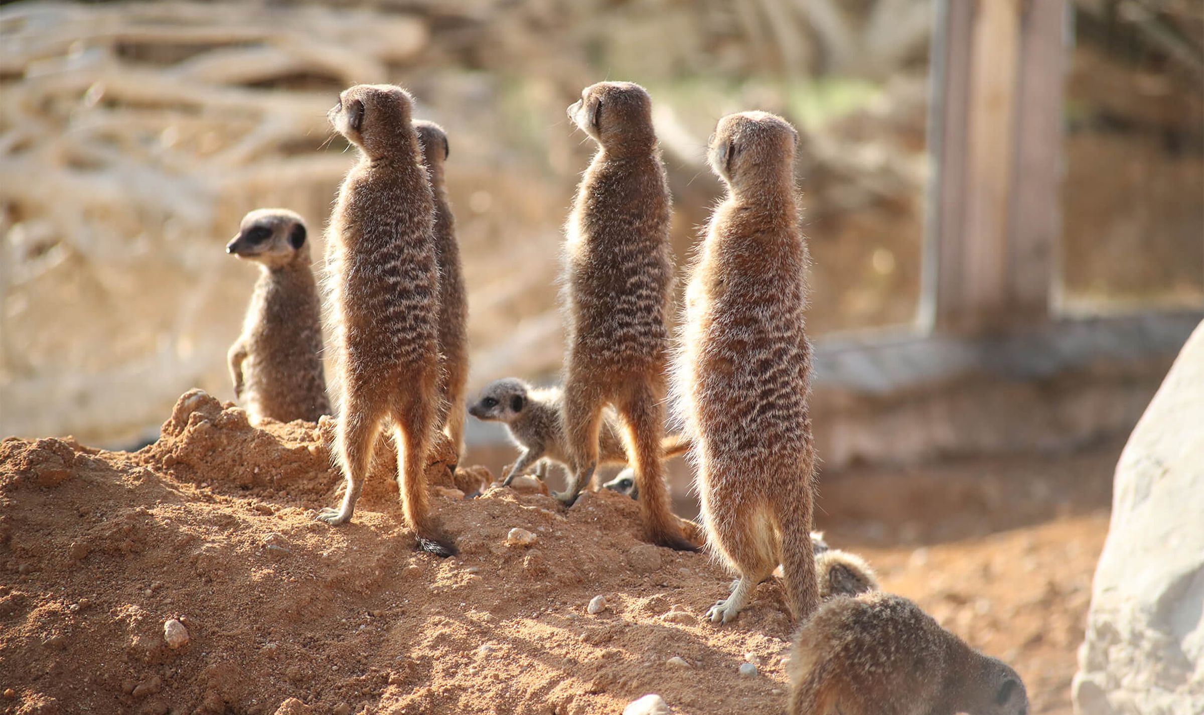 Suricate | ZooParc de Beauval