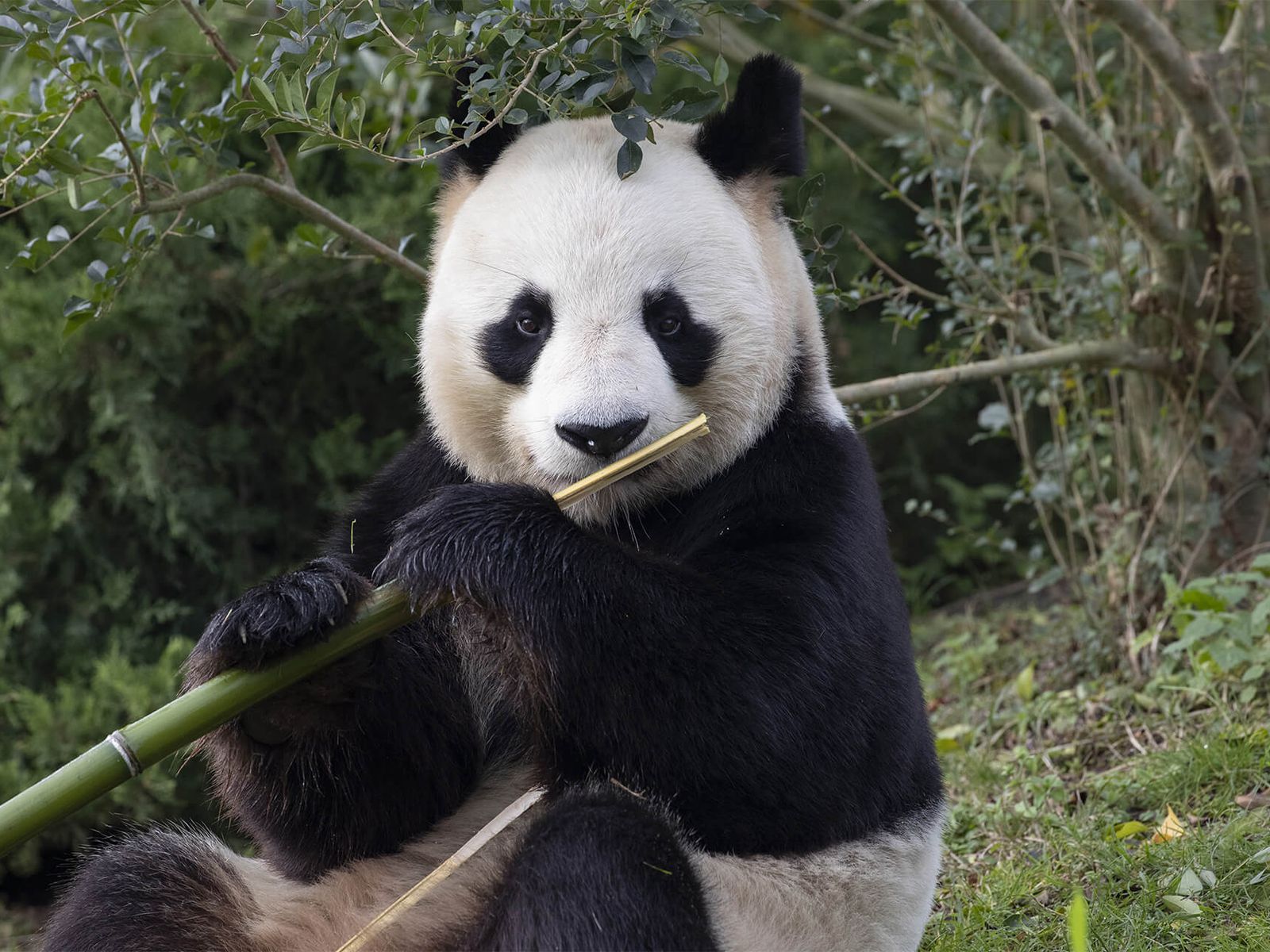 Saga panda | ZooParc de Beauval