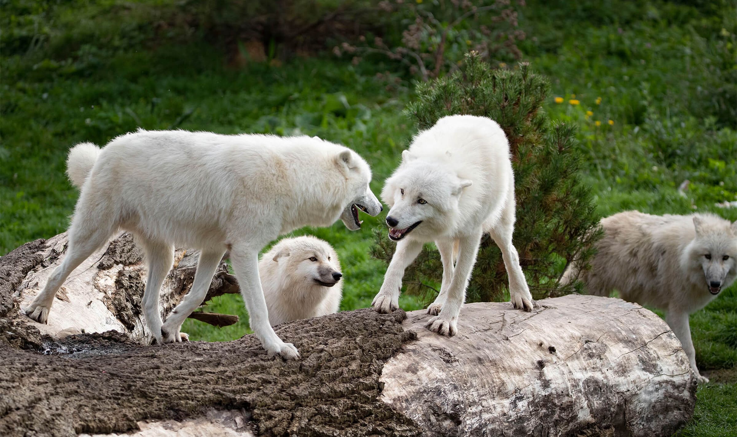Loup arctique | ZooParc de Beauval