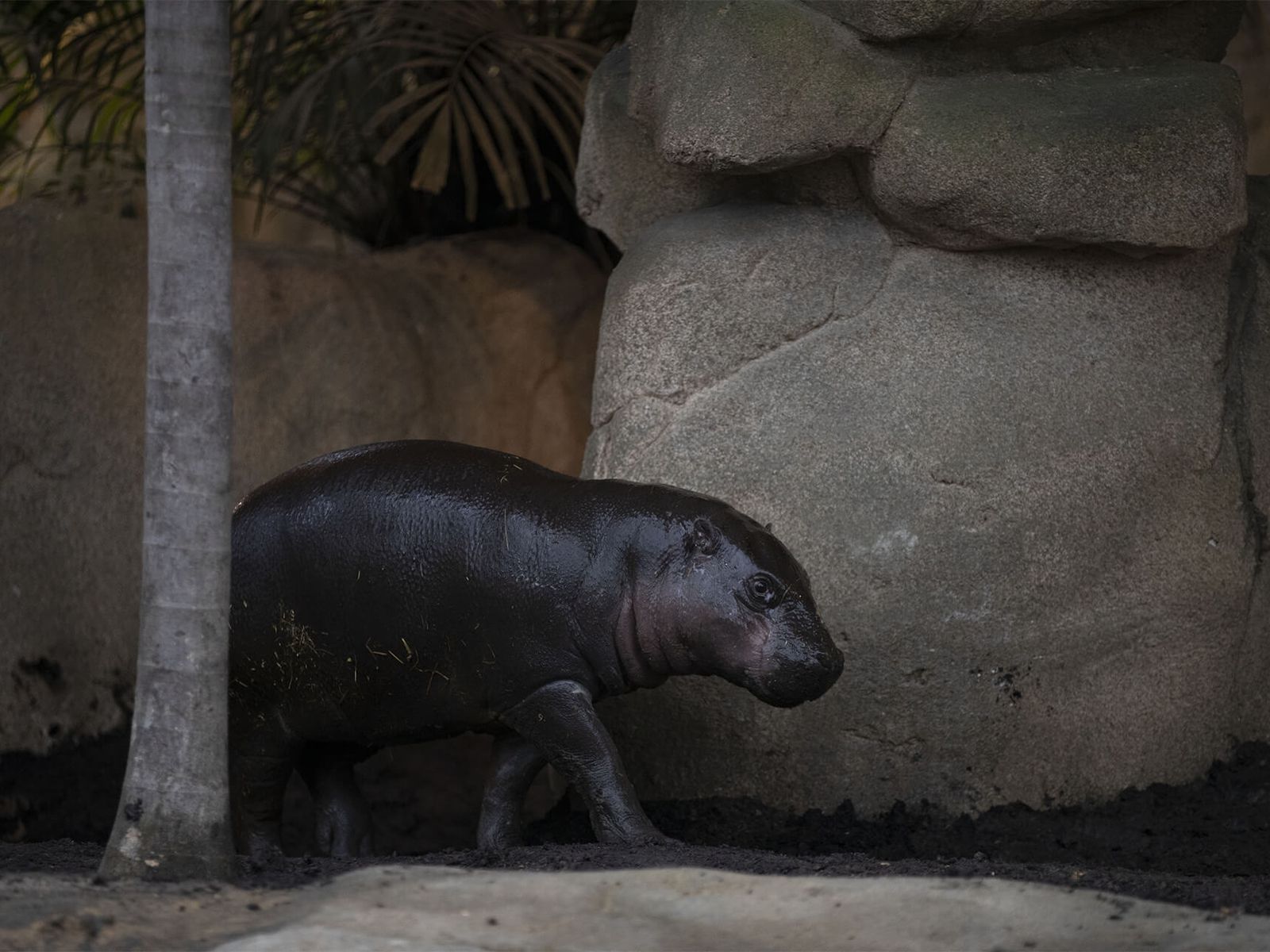 Hippopotame nain | ZooParc de Beauval